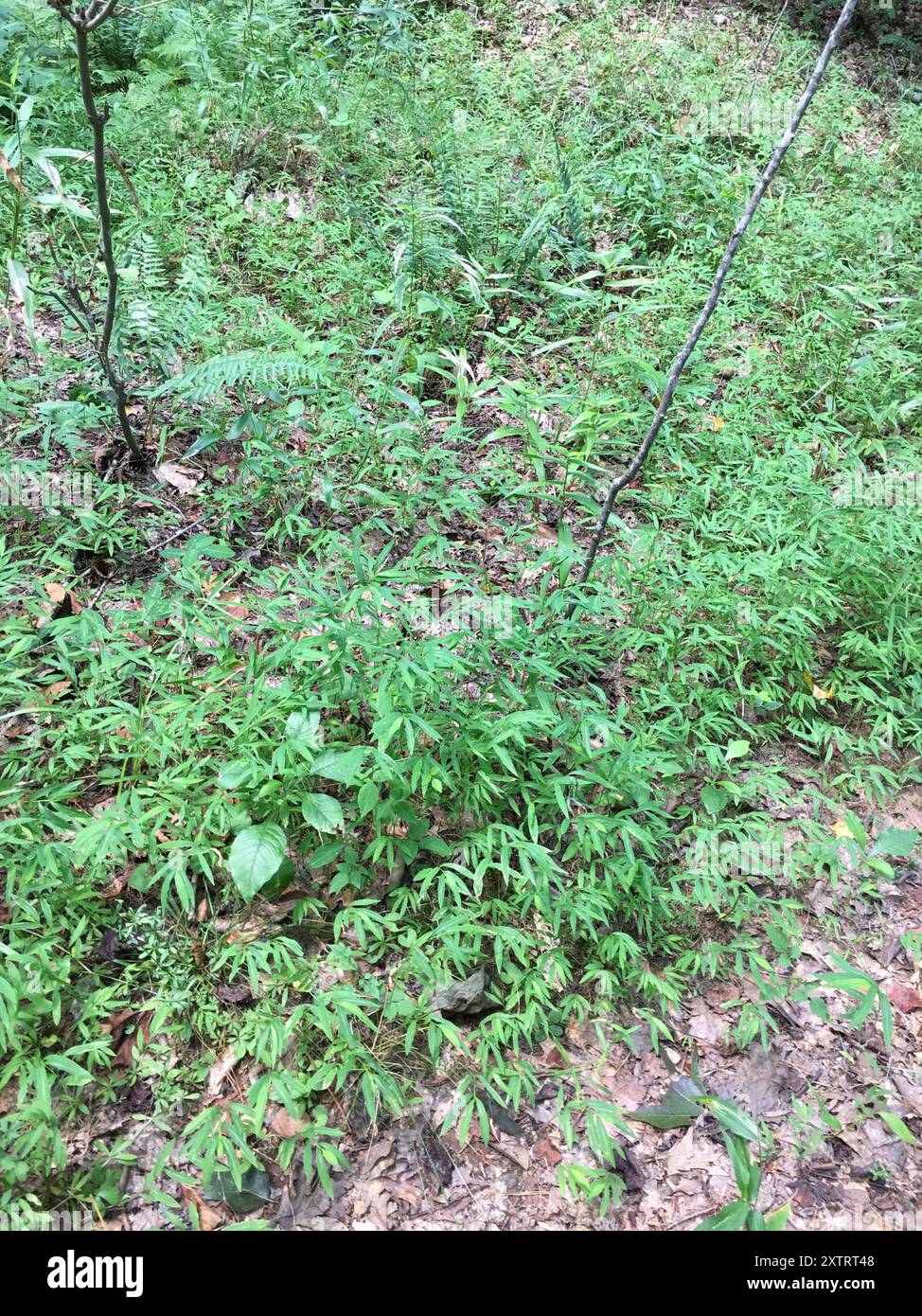 Japanese stiltgrass (Microstegium vimineum) Plantae Stock Photo - Alamy