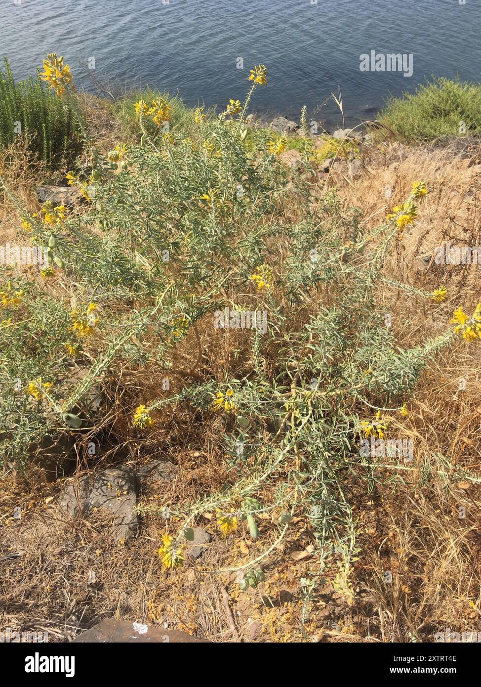Bladderpod (Cleomella arborea) Plantae Stock Photo - Alamy
