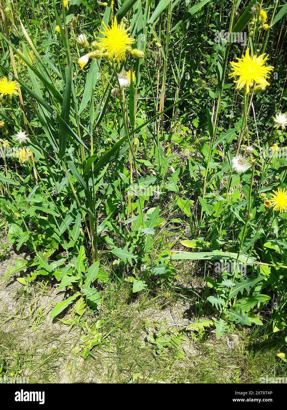 glandular field sowthistle (Sonchus arvensis arvensis) Plantae Stock ...