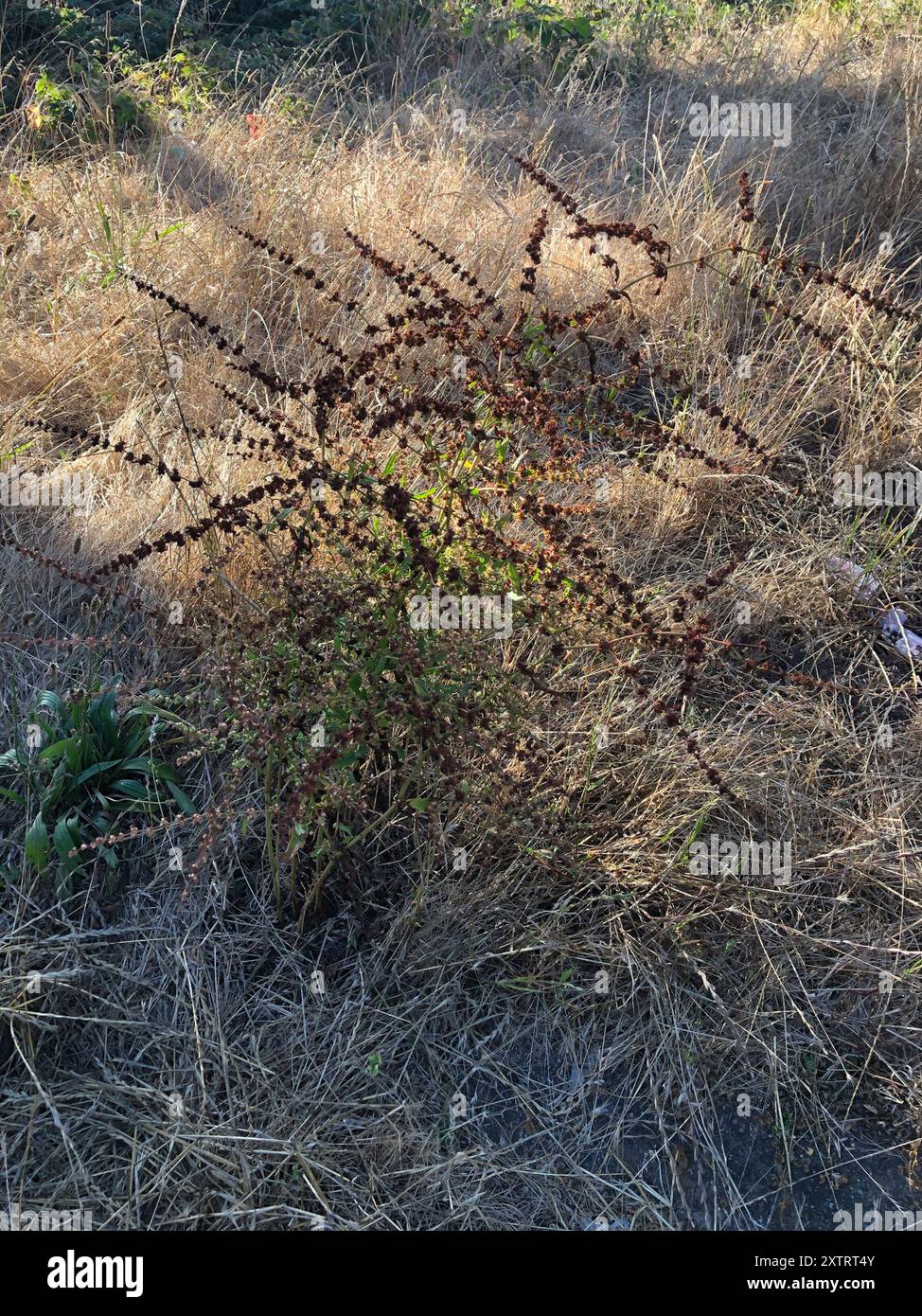 fiddle dock (Rumex pulcher) Plantae Stock Photo - Alamy