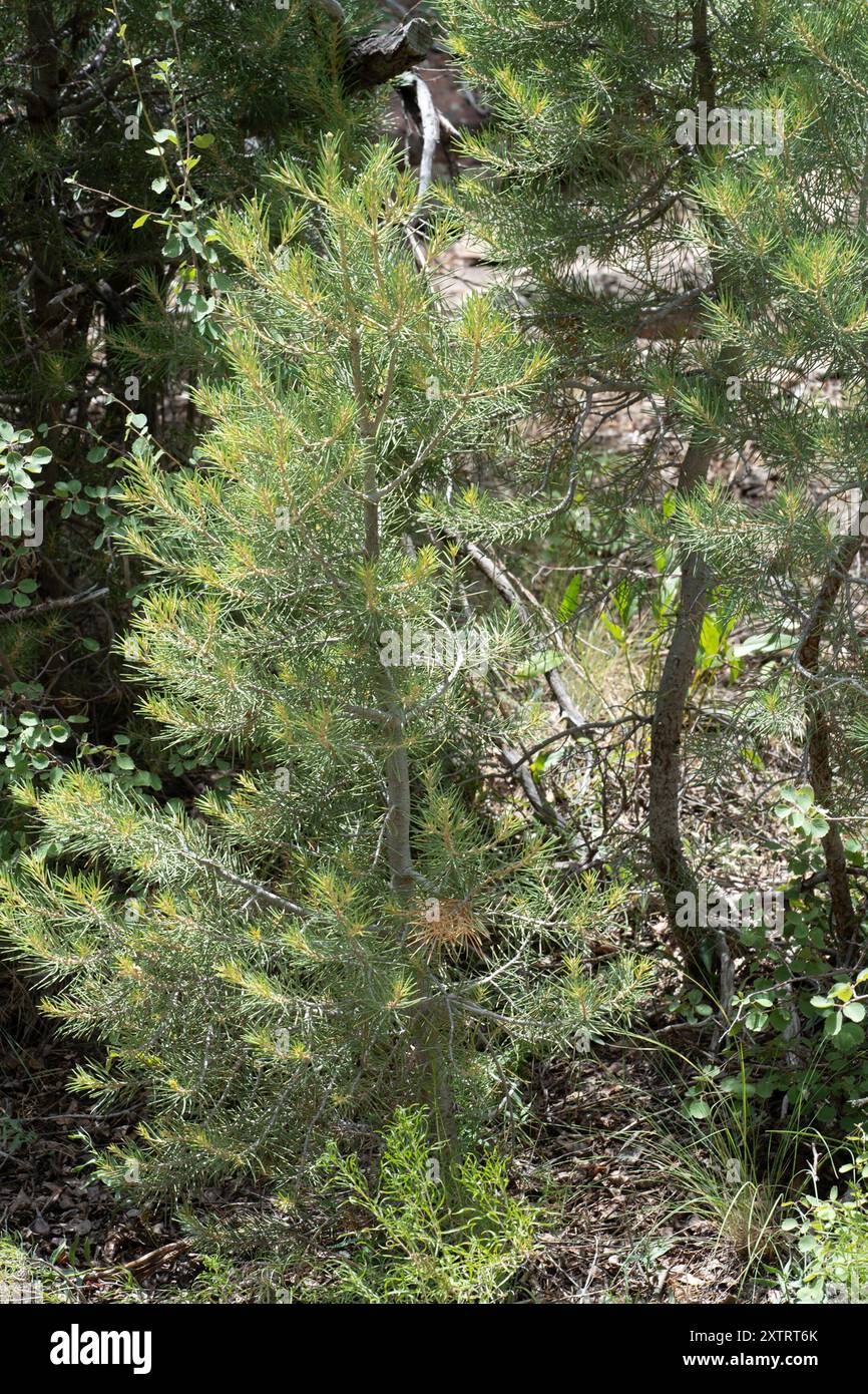 singleleaf pinyon (Pinus monophylla) Plantae Stock Photo - Alamy