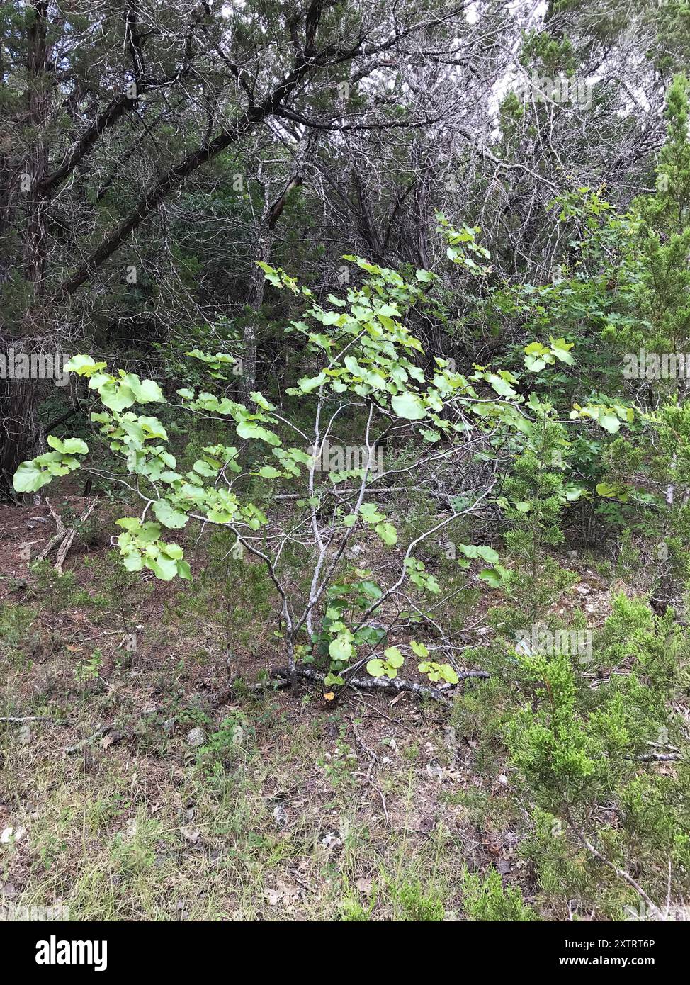 Texas redbud (Cercis canadensis texensis) Plantae Stock Photo - Alamy