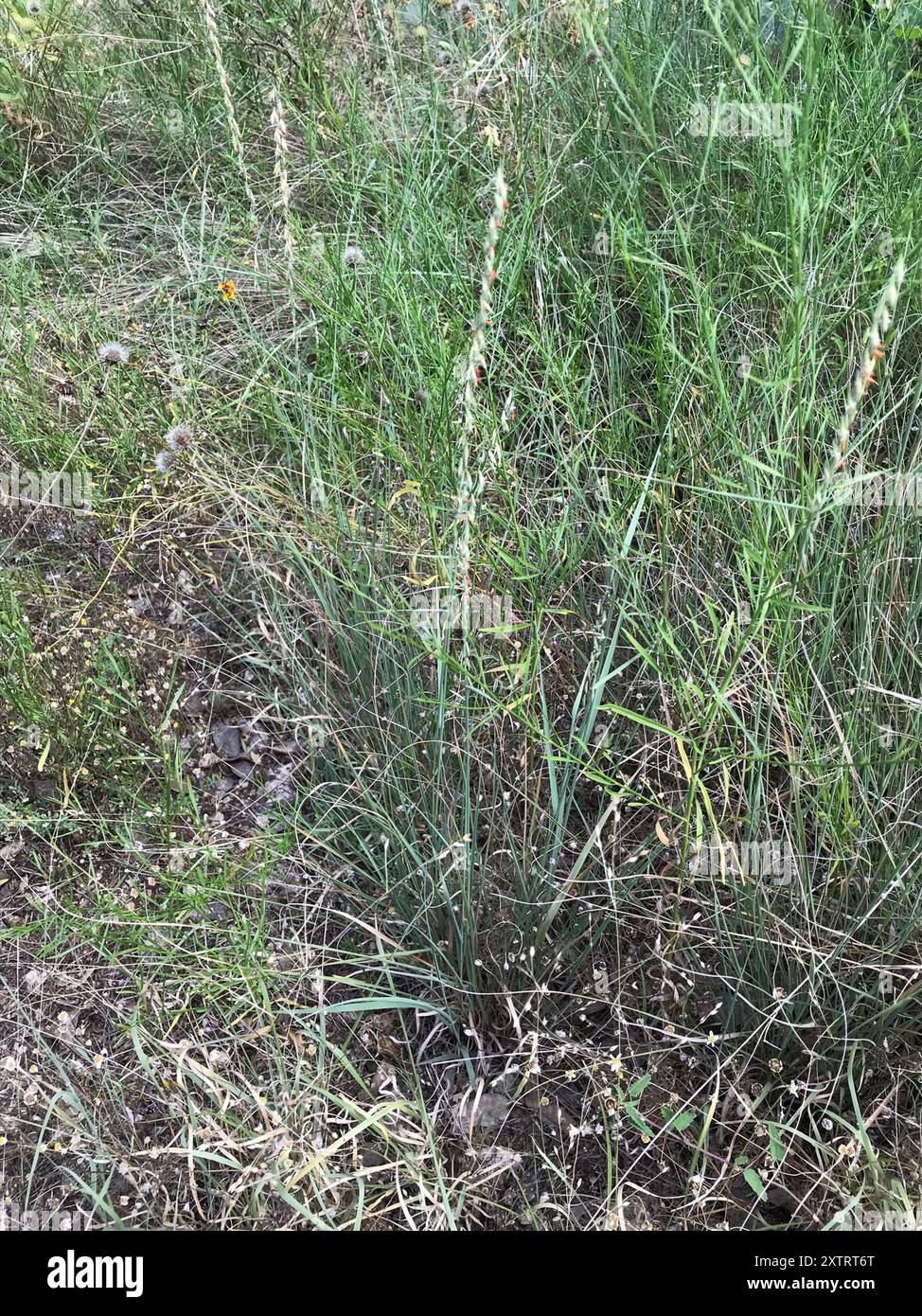Sideoats Grama (Bouteloua curtipendula) Plantae Stock Photo - Alamy