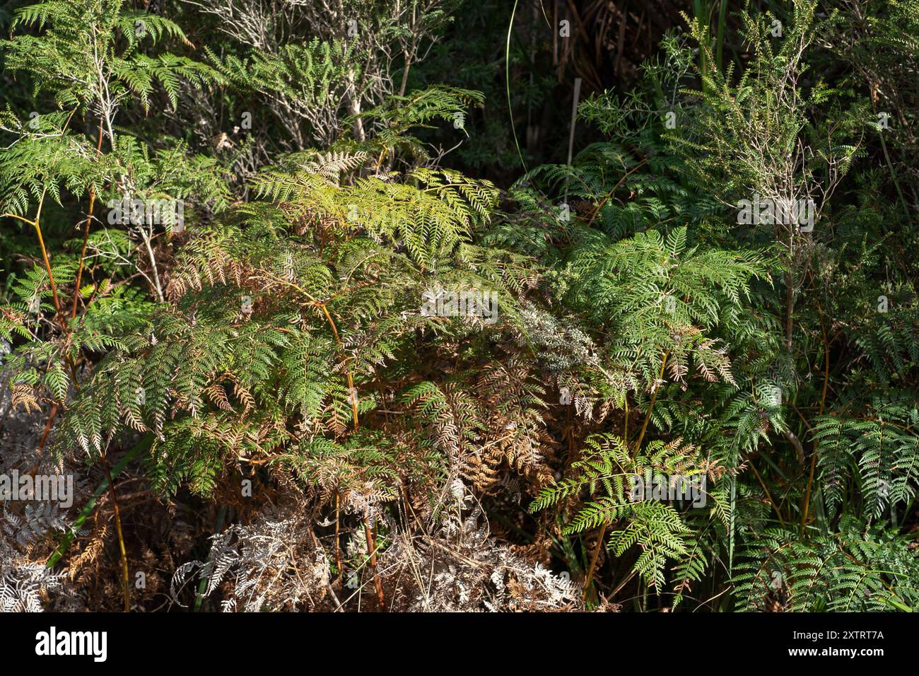 Austral Bracken (Pteridium esculentum) Plantae Stock Photo - Alamy
