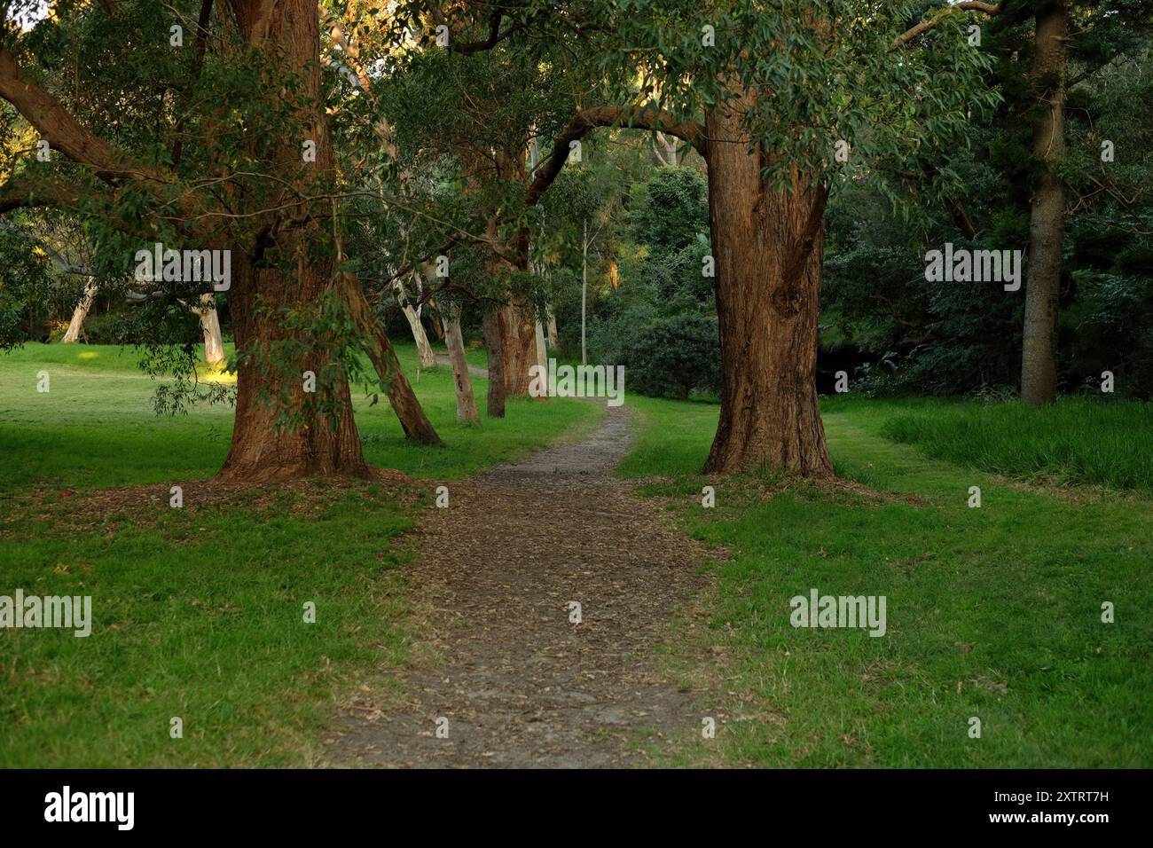 Grand old eucalyptus trees line a path through parkland at Vaucluse ...