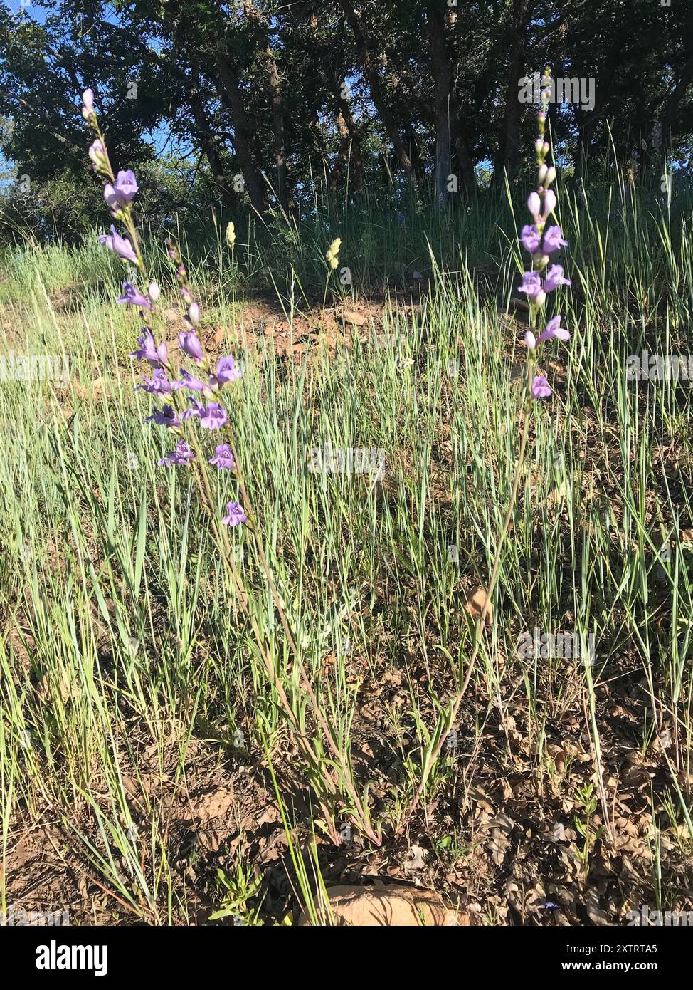 Dusty Beardtongue (Penstemon comarrhenus) Plantae Stock Photo - Alamy