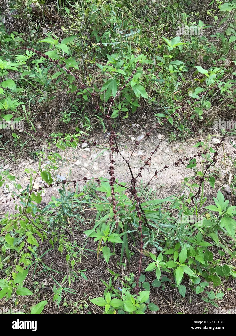 fiddle dock (Rumex pulcher) Plantae Stock Photo - Alamy