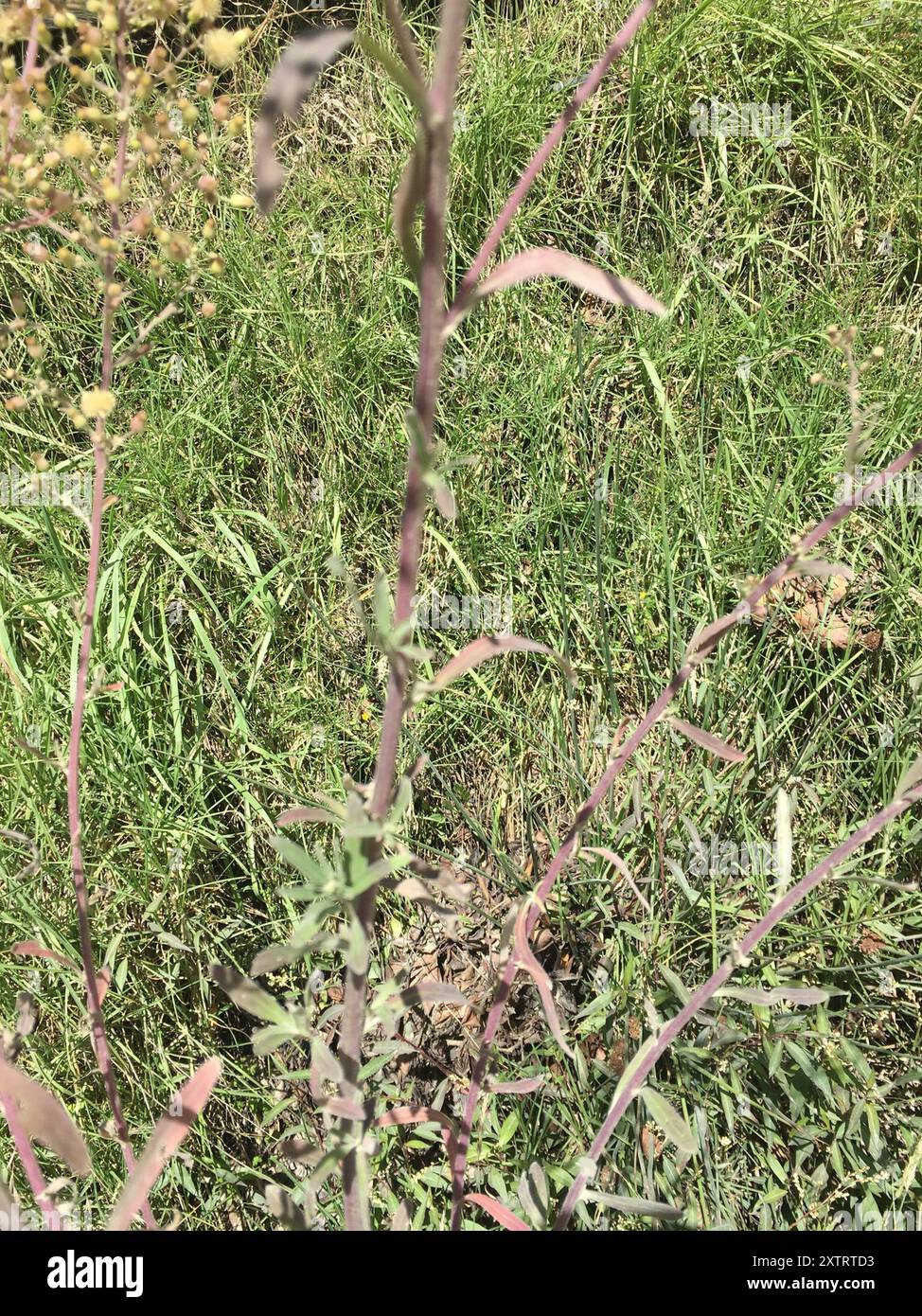 Senecio madagascariensis hi-res stock photography and images - Alamy