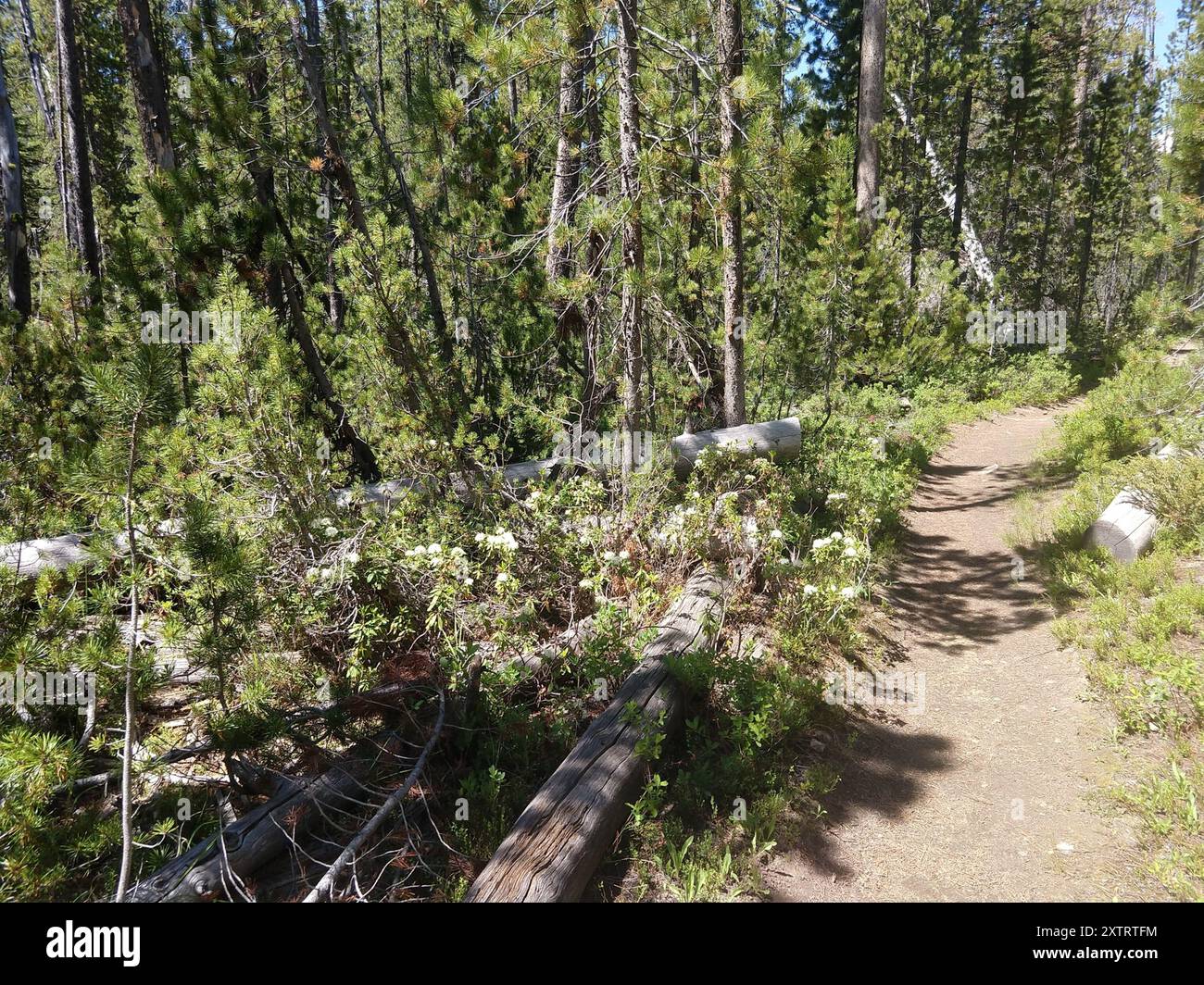 Western Labrador Tea (Rhododendron columbianum) Plantae Stock Photo - Alamy