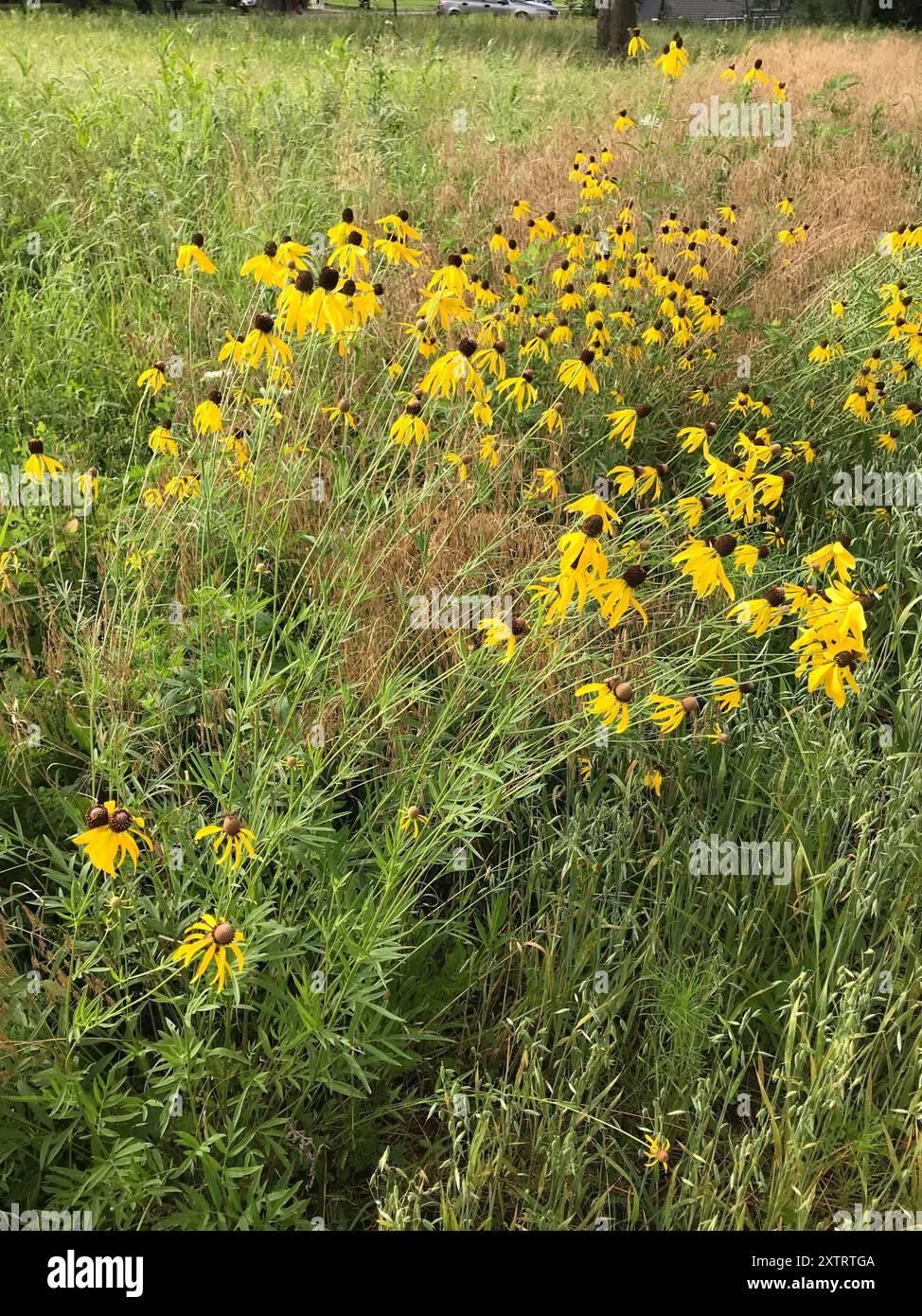 grey-headed coneflower (Ratibida pinnata) Plantae Stock Photo - Alamy