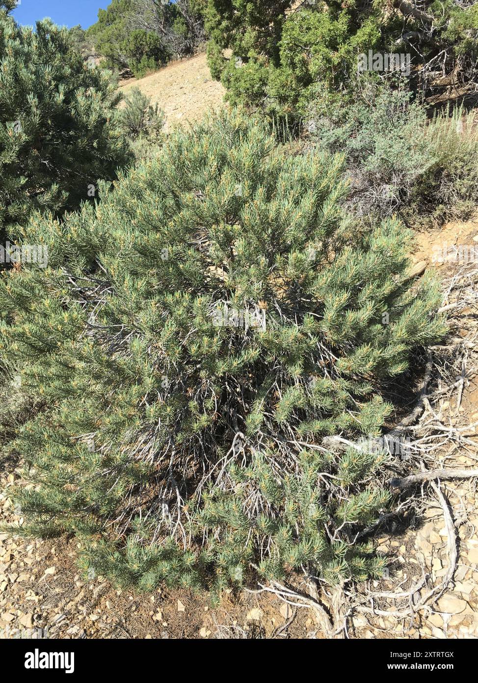 singleleaf pinyon (Pinus monophylla) Plantae Stock Photo - Alamy