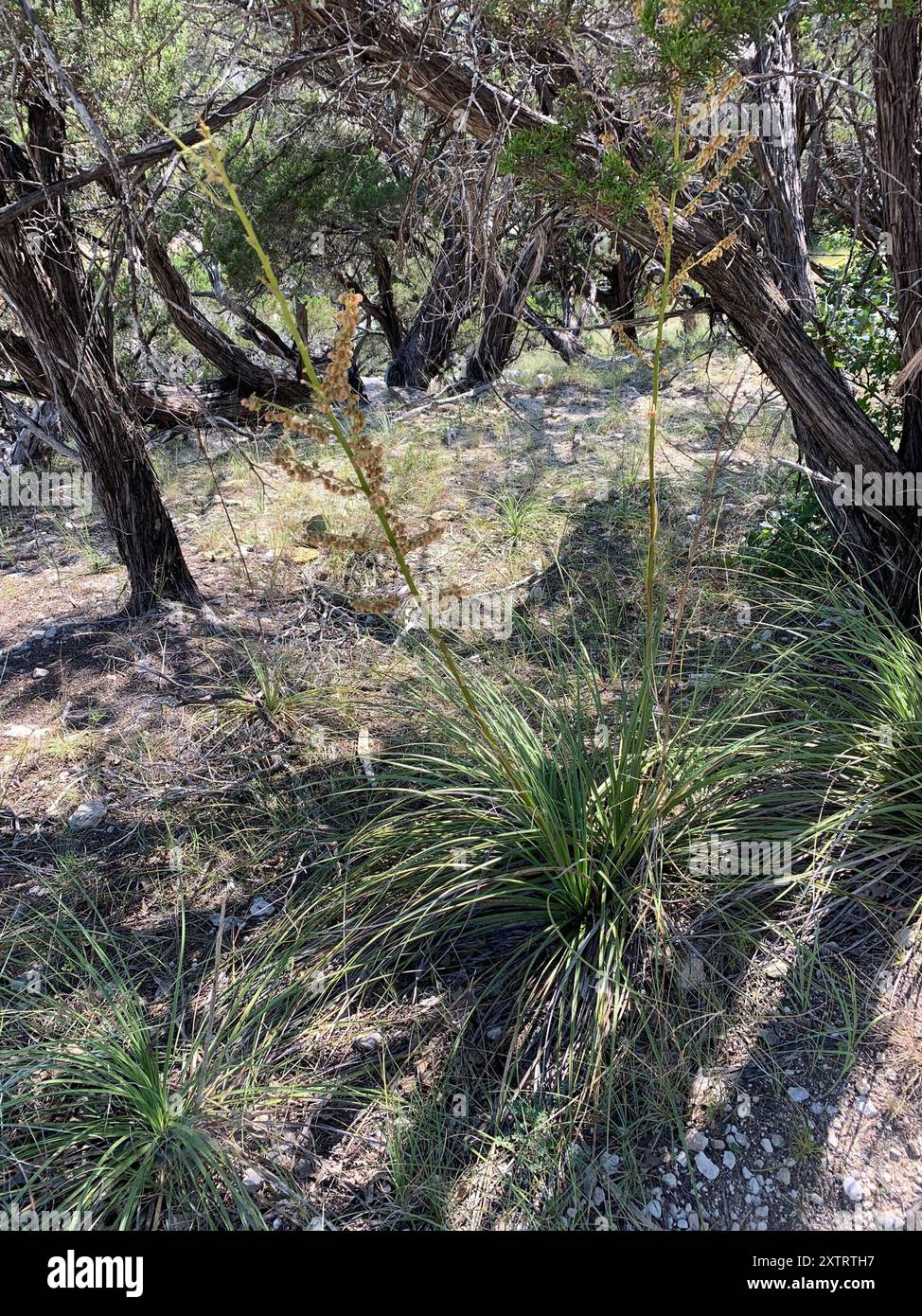 Devil's Shoestring (Nolina lindheimeriana) Plantae Stock Photo - Alamy