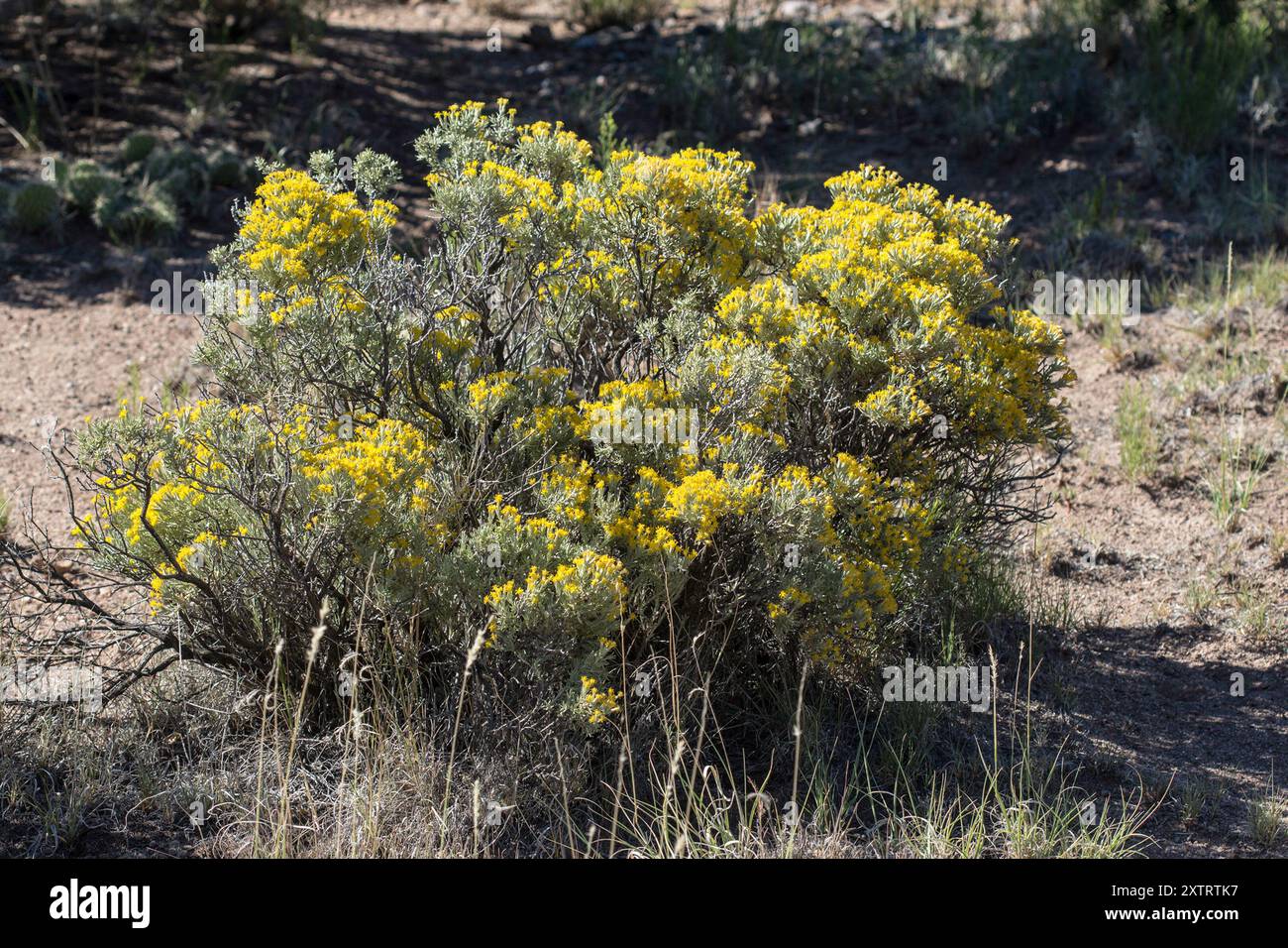 Spineless Horsebrush (Tetradymia canescens) Plantae Stock Photo - Alamy