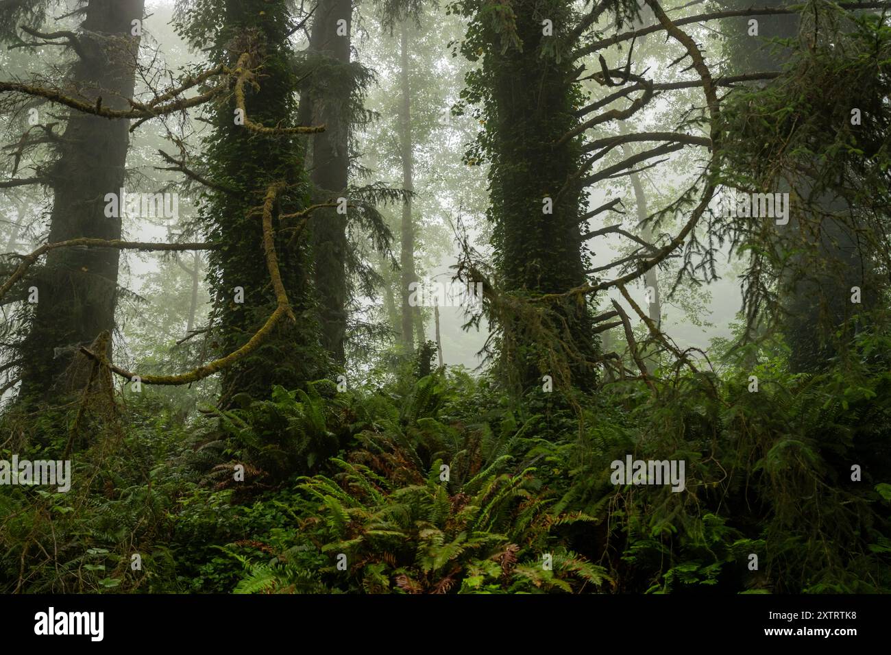 Tangles of branches hi-res stock photography and images - Alamy