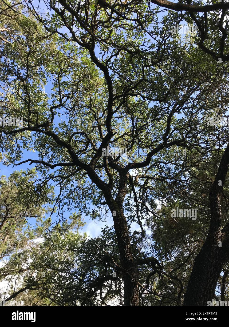 Texas live oak (Quercus fusiformis) Plantae Stock Photo - Alamy