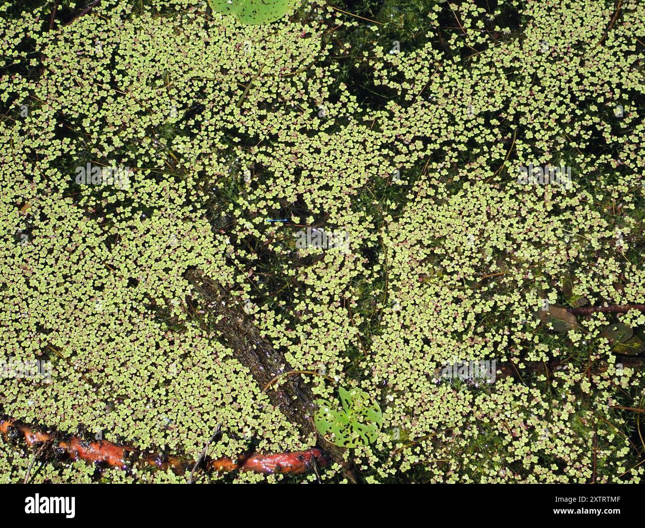 duckweeds (Lemnoideae) Plantae Stock Photo - Alamy