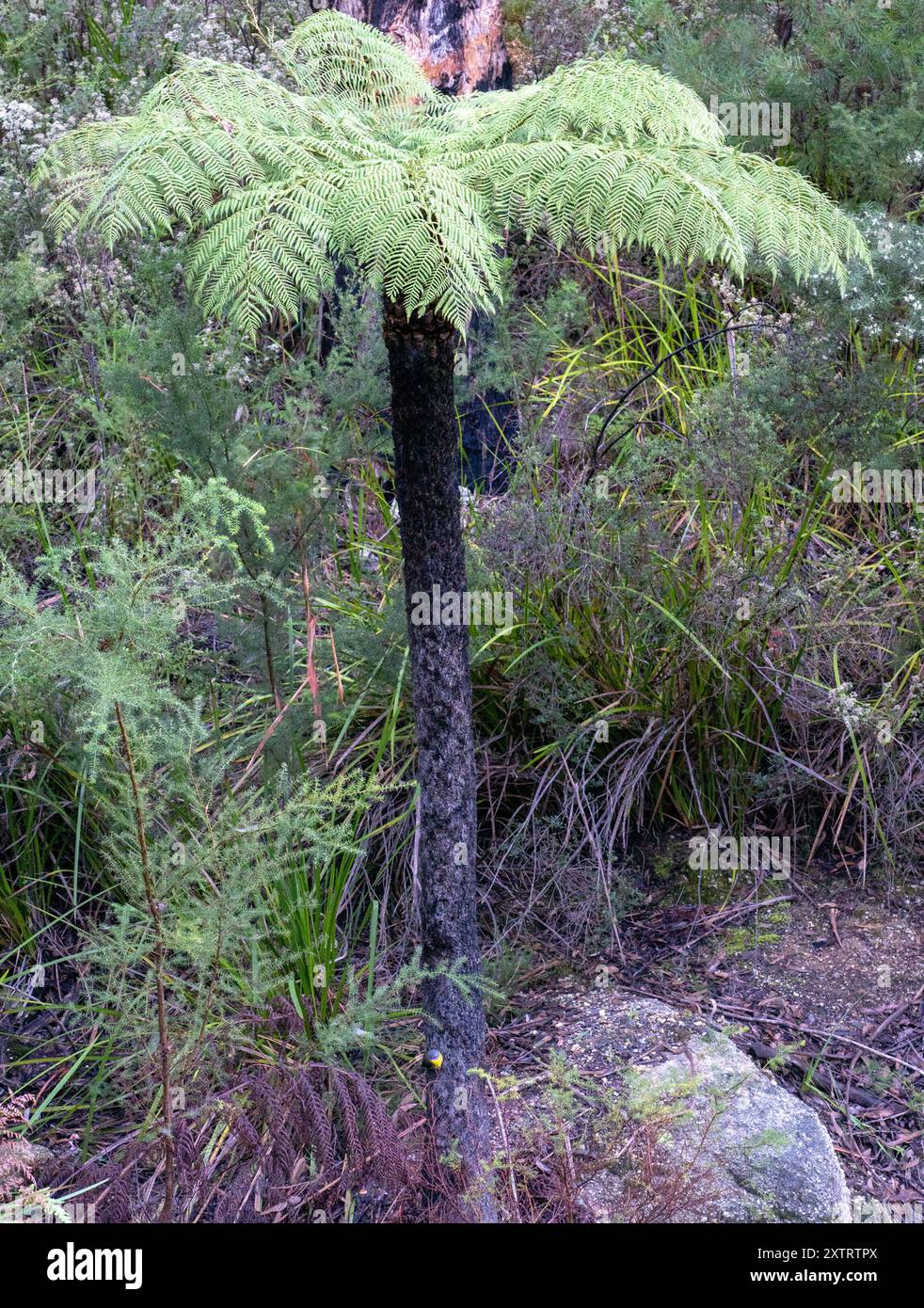 rough tree-fern (Cyathea australis) Plantae Stock Photo - Alamy