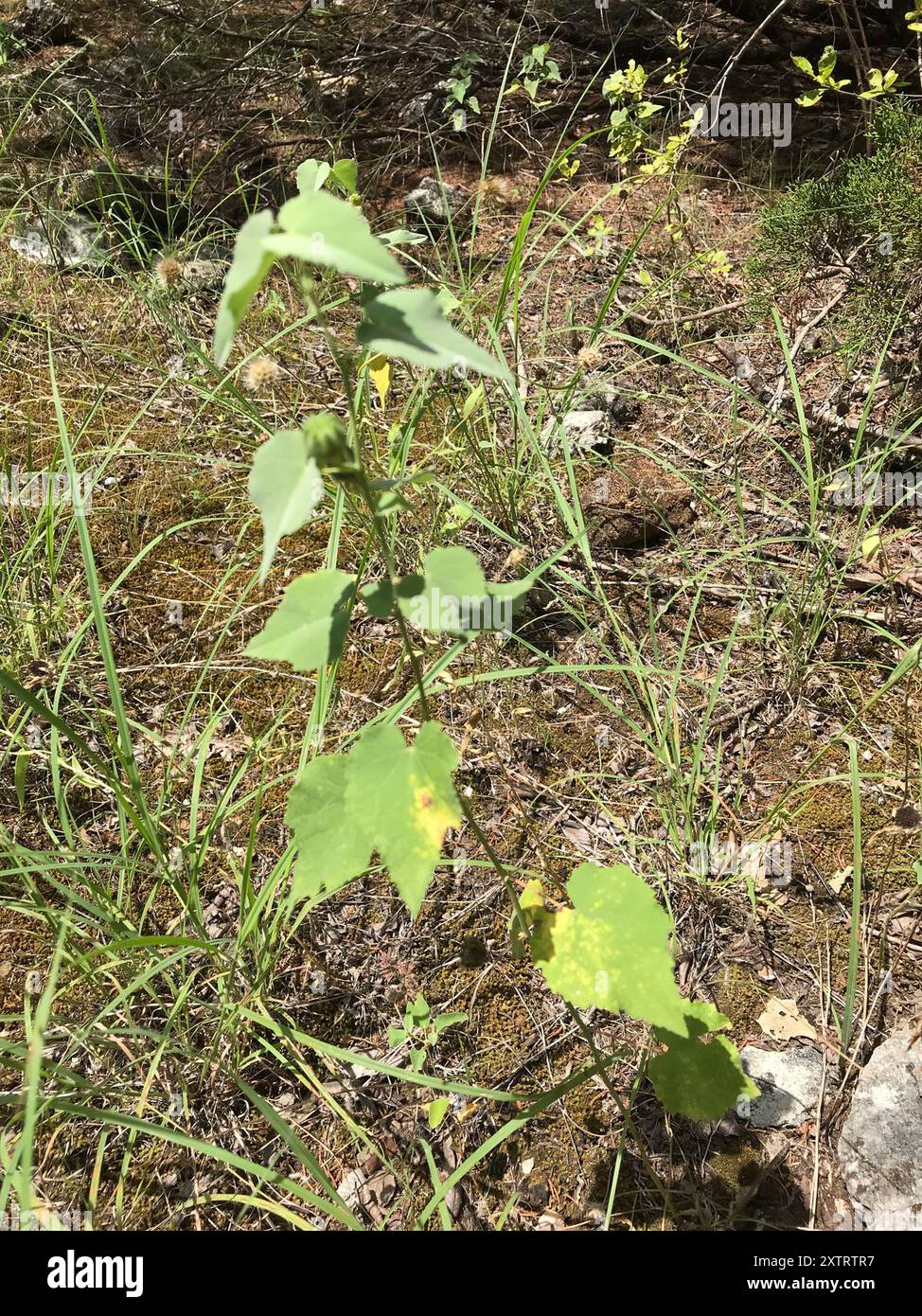 sweet Indian Mallow (Abutilon fruticosum) Plantae Stock Photo - Alamy