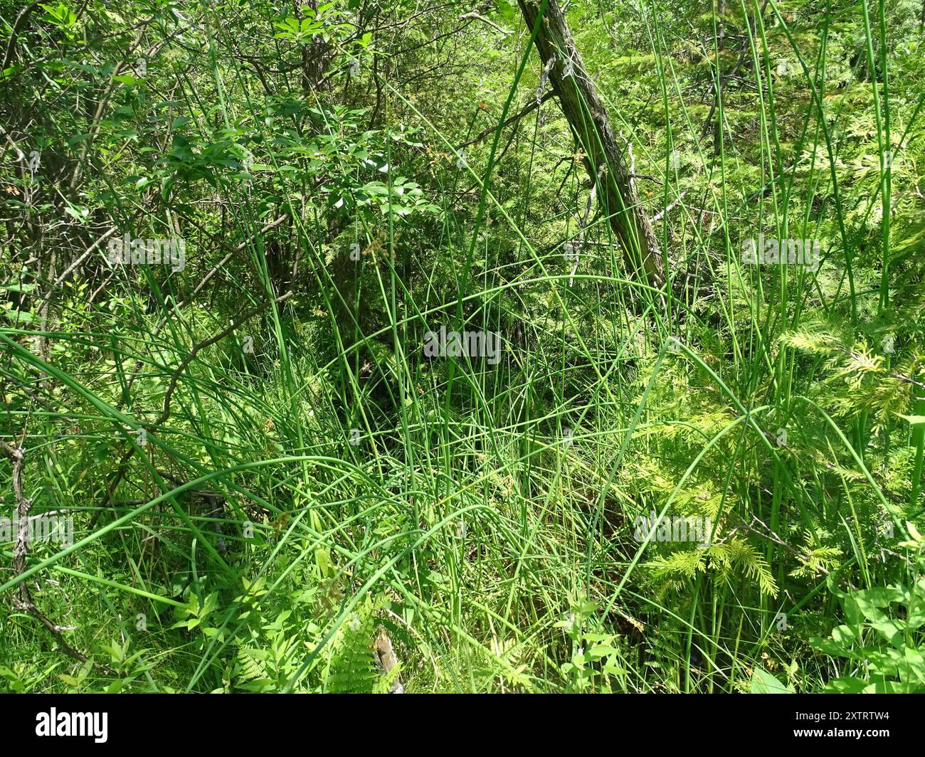 soft-stemmed bulrush (Schoenoplectus tabernaemontani) Plantae Stock ...