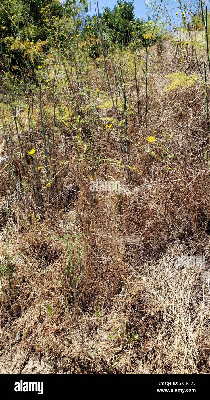 Great Valley gumweed (Grindelia camporum) Plantae Stock Photo - Alamy