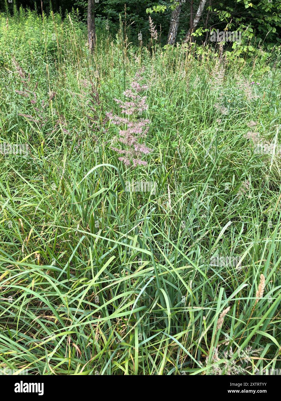 Bushgrass (Calamagrostis epigejos) Plantae Stock Photo - Alamy