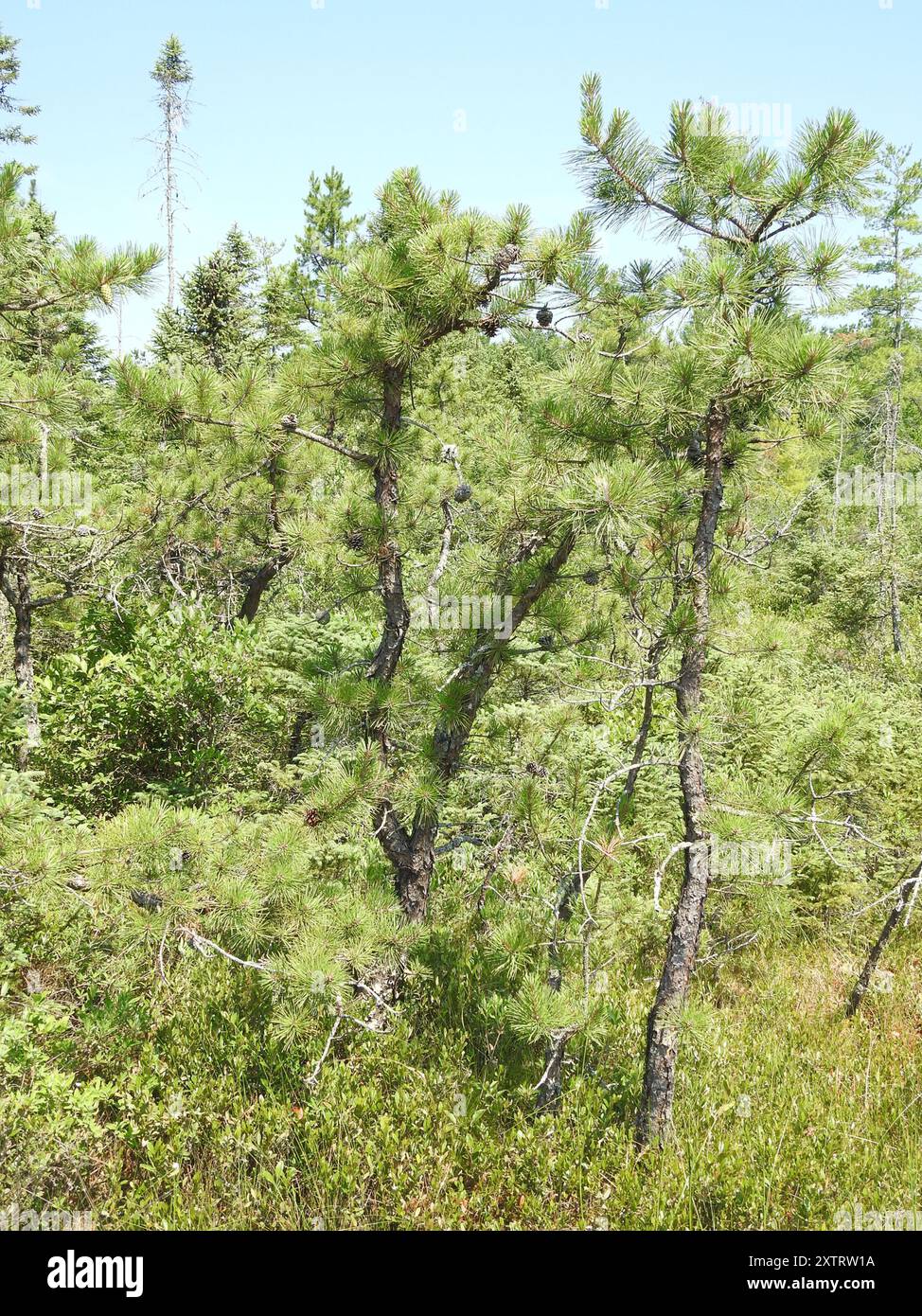 pitch pine (Pinus rigida) Plantae Stock Photo - Alamy