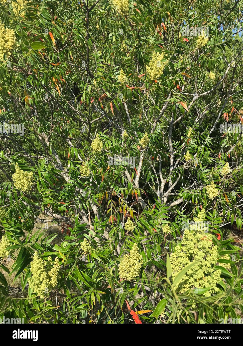 Prairie flameleaf sumac (Rhus lanceolata) Plantae Stock Photo - Alamy