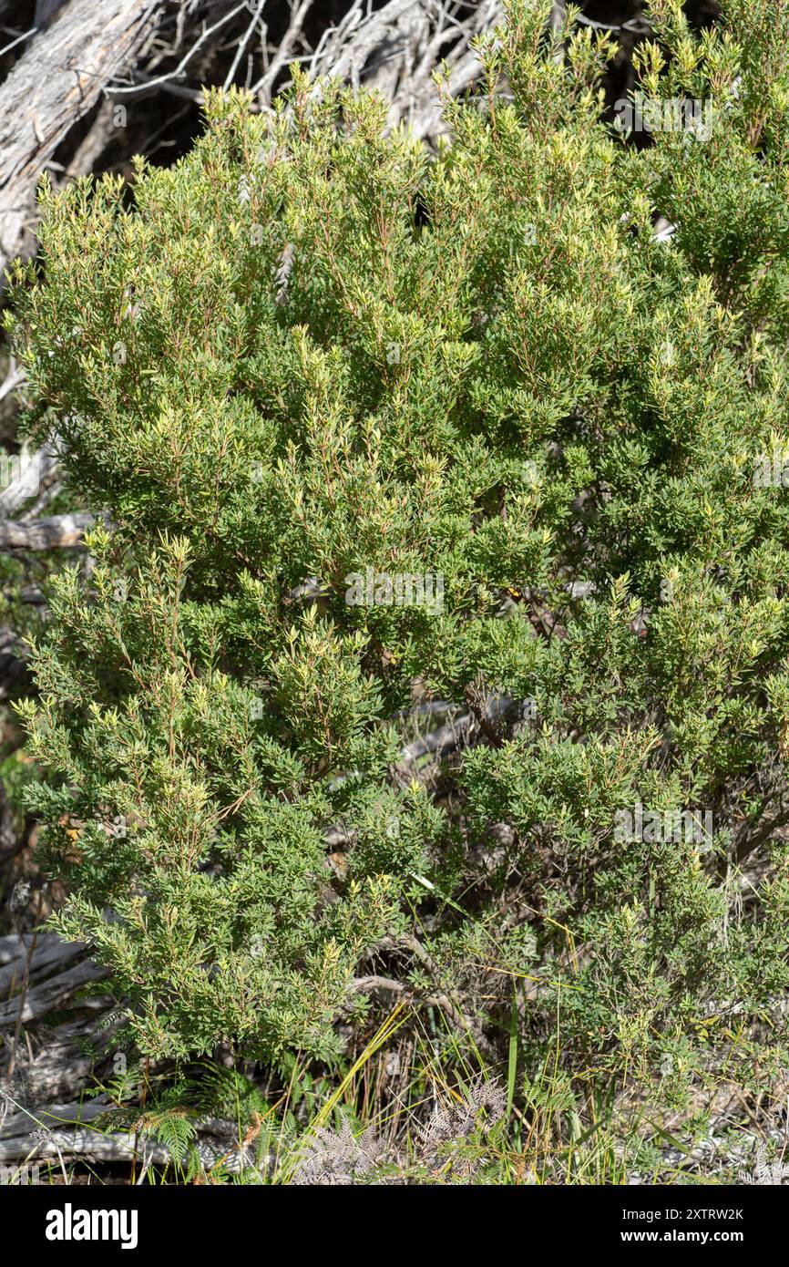coastal beard-heath (Leucopogon parviflorus) Plantae Stock Photo - Alamy