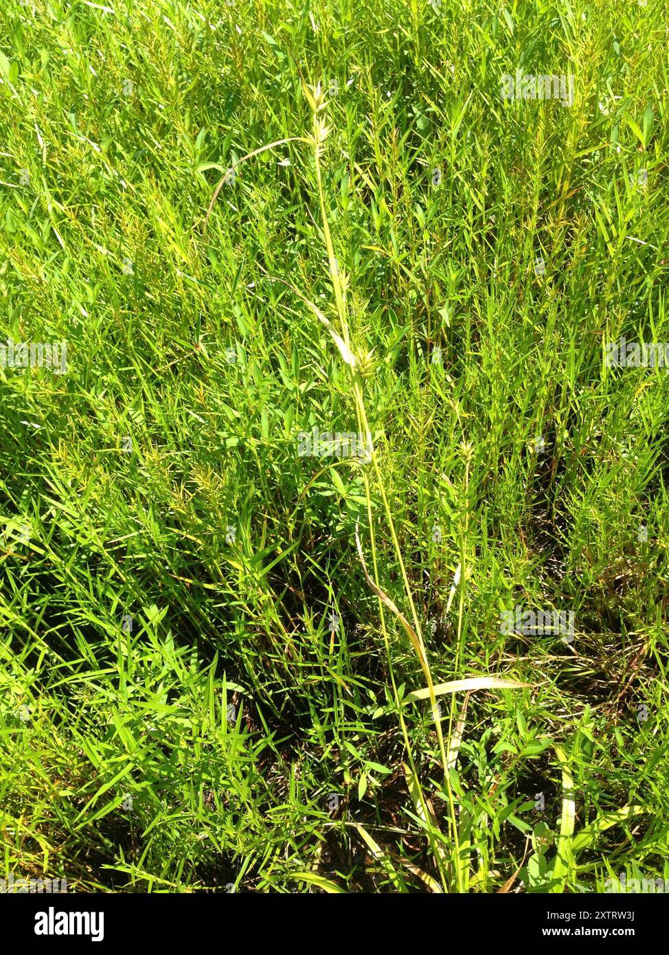 northern long sedge (Carex folliculata) Plantae Stock Photo - Alamy