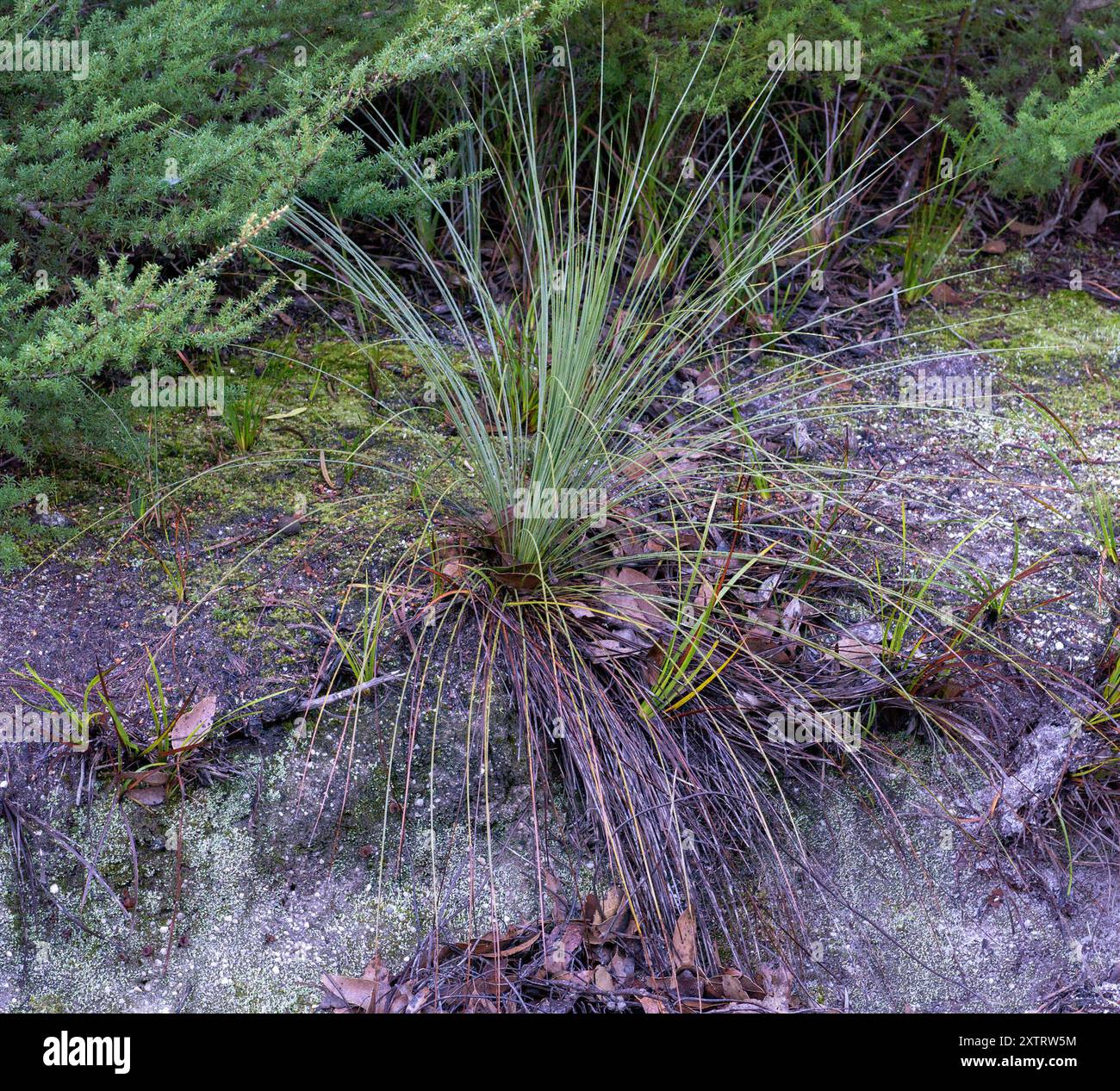 Austral Grass-tree (Xanthorrhoea australis) Plantae Stock Photo - Alamy