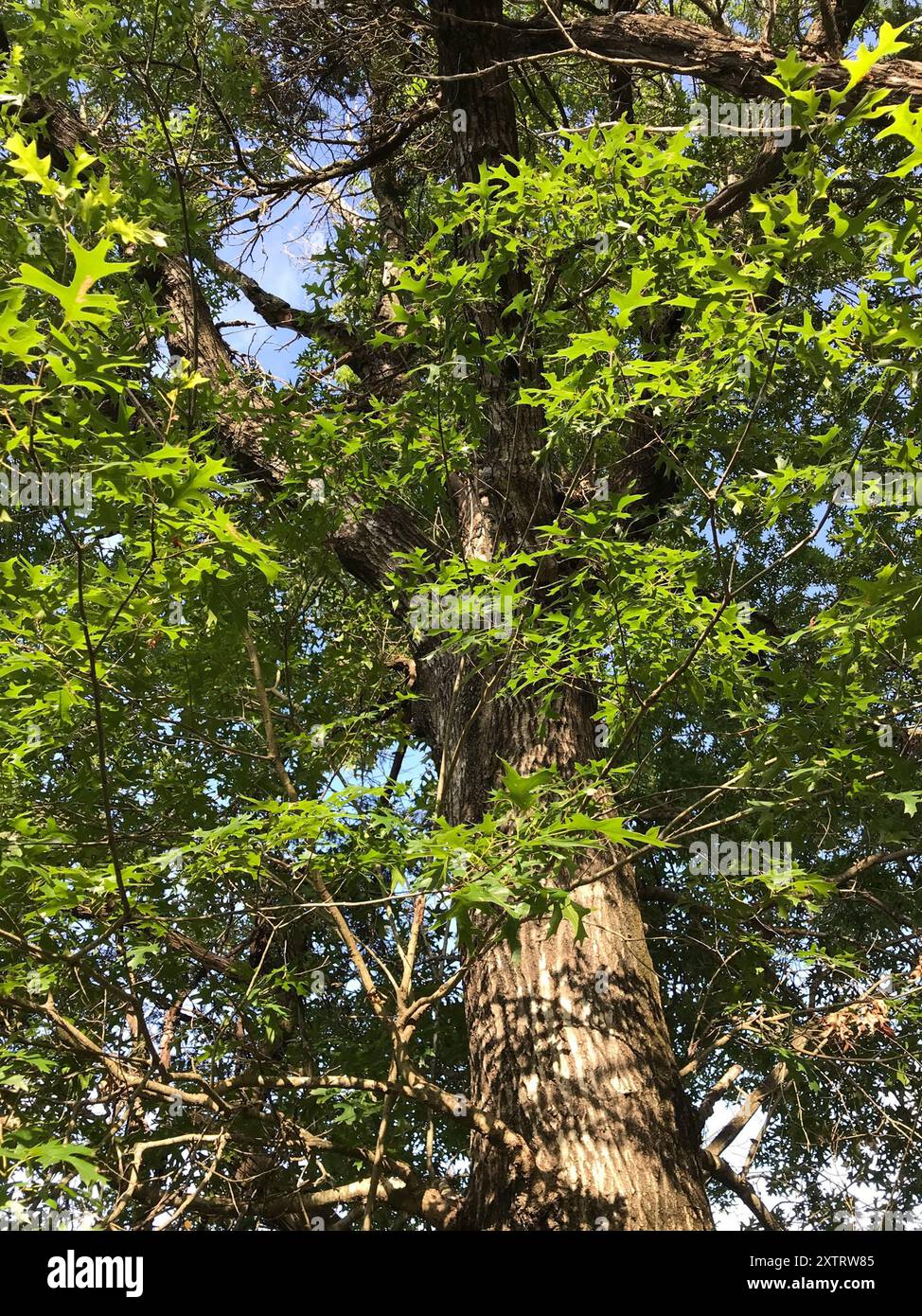 Buckley's oak (Quercus buckleyi) Plantae Stock Photo - Alamy