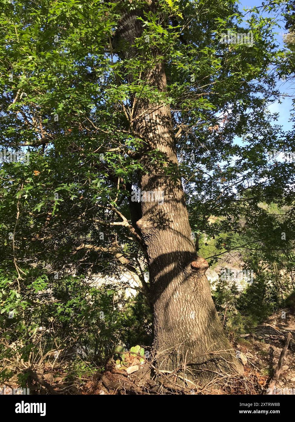 Buckley's oak (Quercus buckleyi) Plantae Stock Photo - Alamy