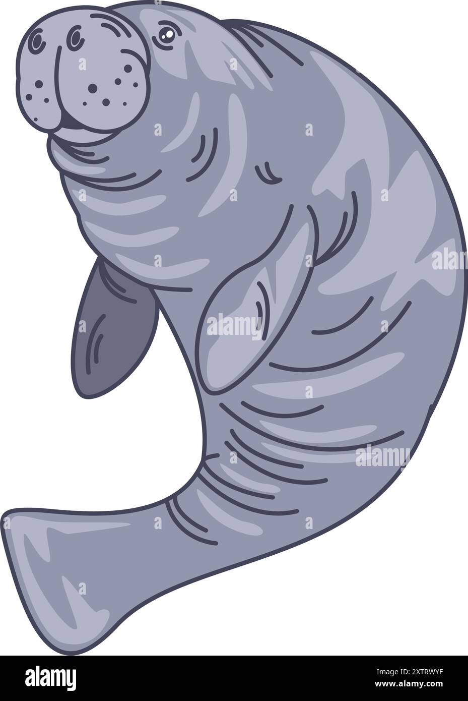 close up sea cow Stock Vector Image & Art - Alamy