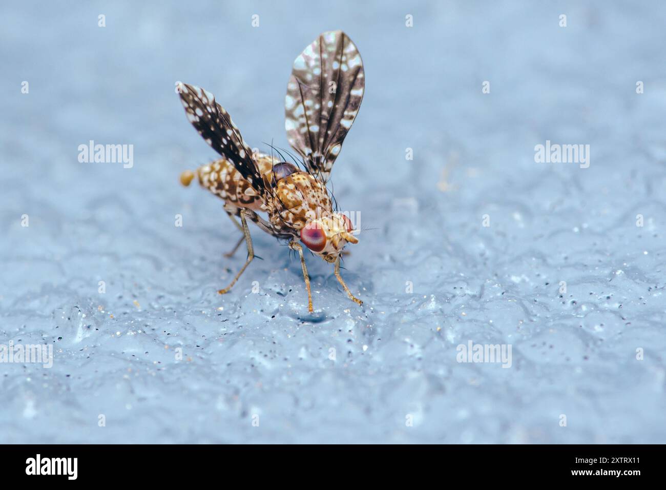 Small fly with spotted wings stands peacefully on a blue surface in ...