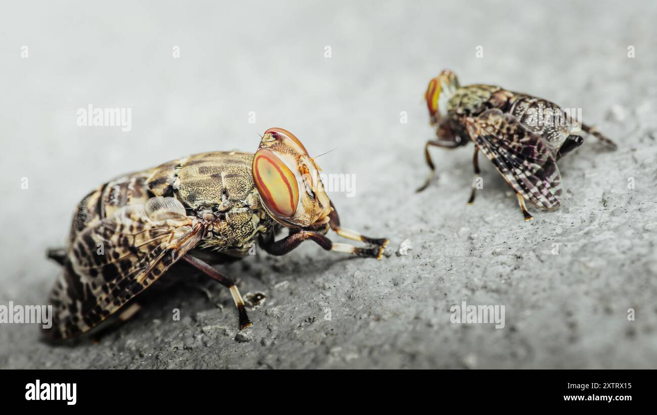 Macro photography of a signal fly standing on the ground showing its ...