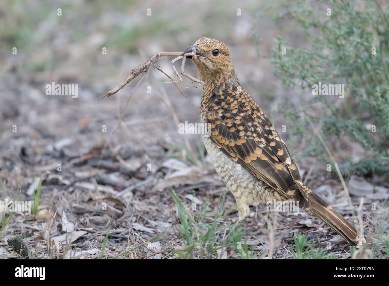 A predatory, single male Western bowerbird stands side-on in the short ...