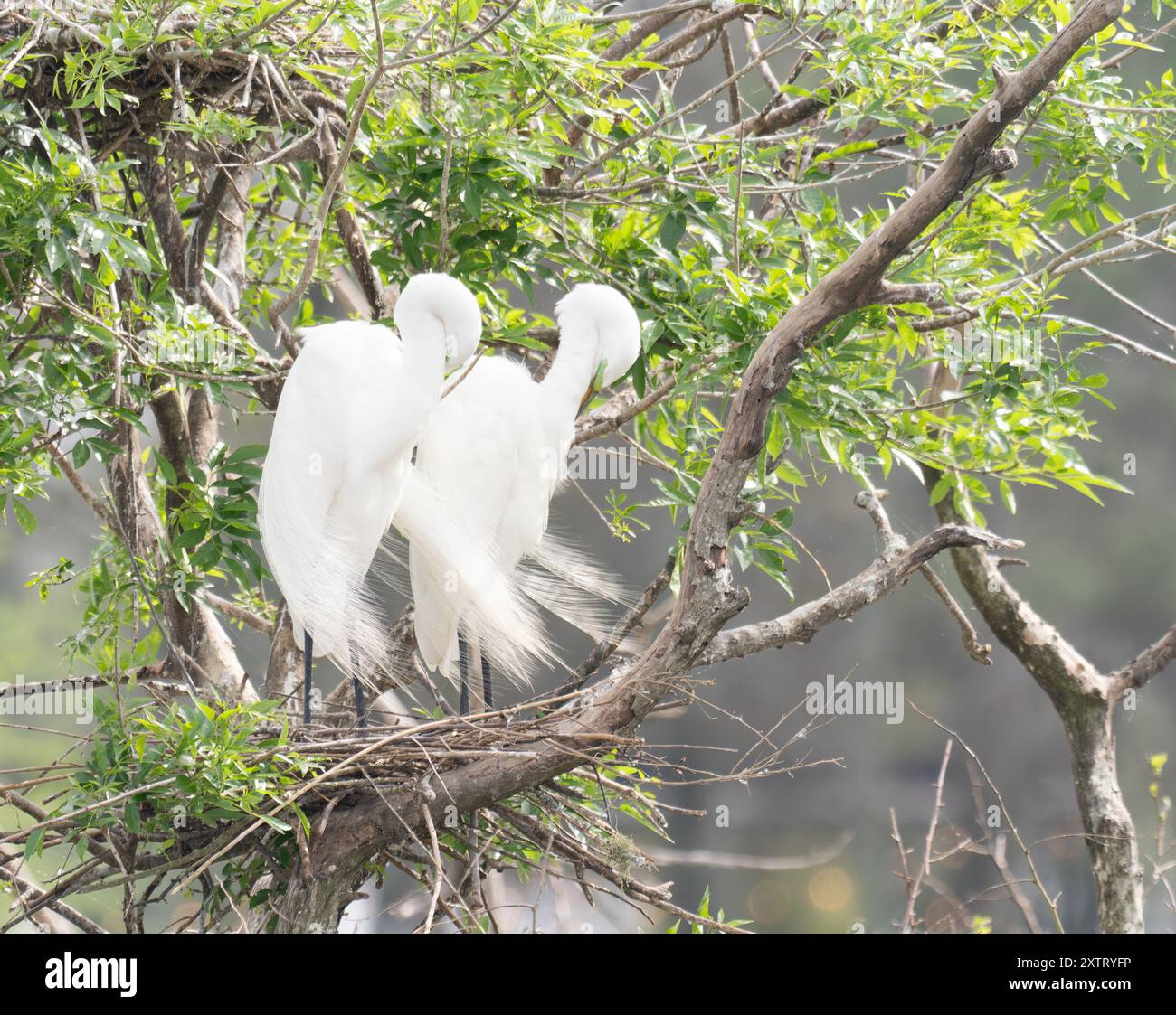 Breeding pair of great white egrets sleeping side by side while ...