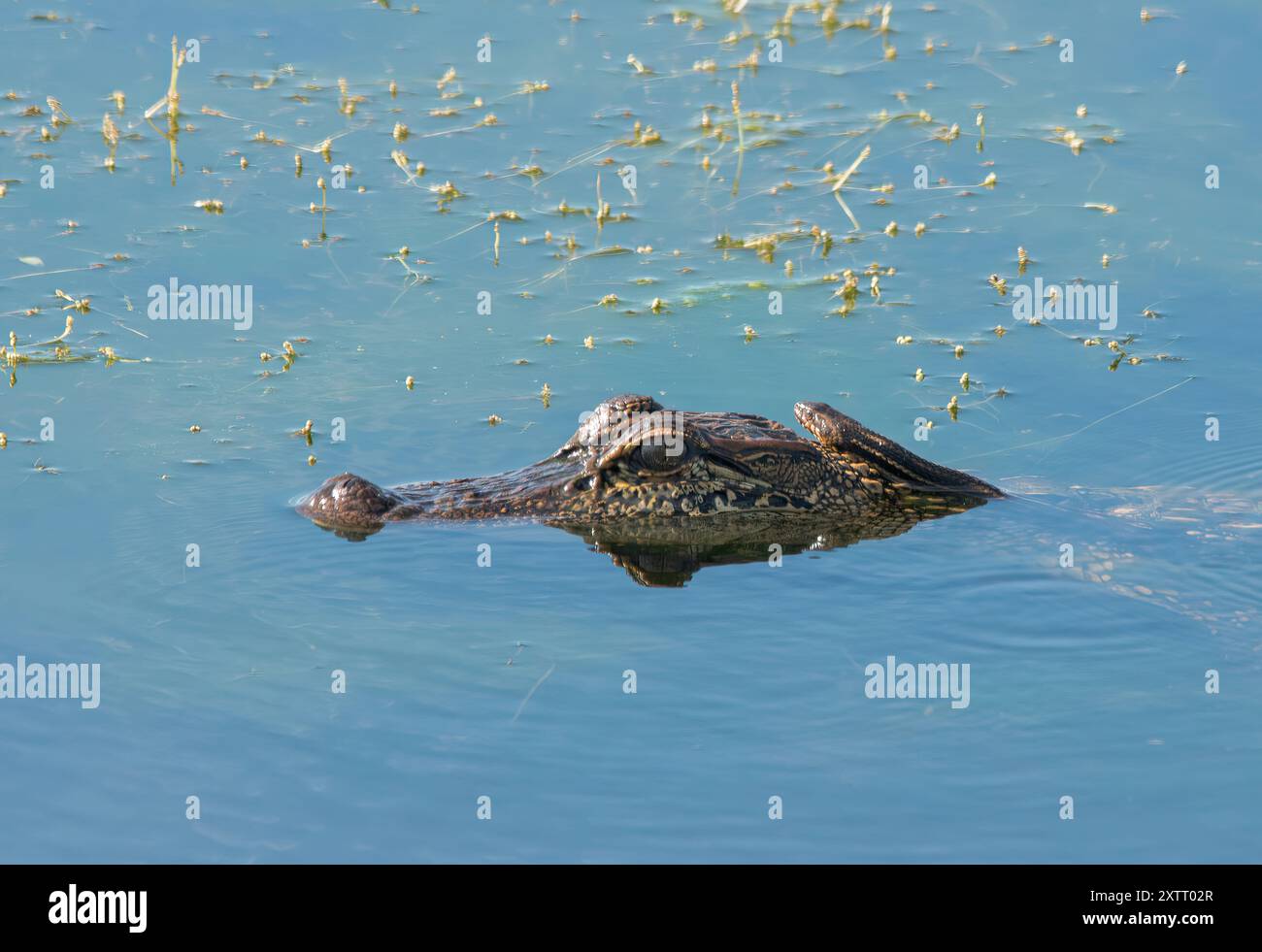 Snake riding on the back of an alligator Stock Photo - Alamy