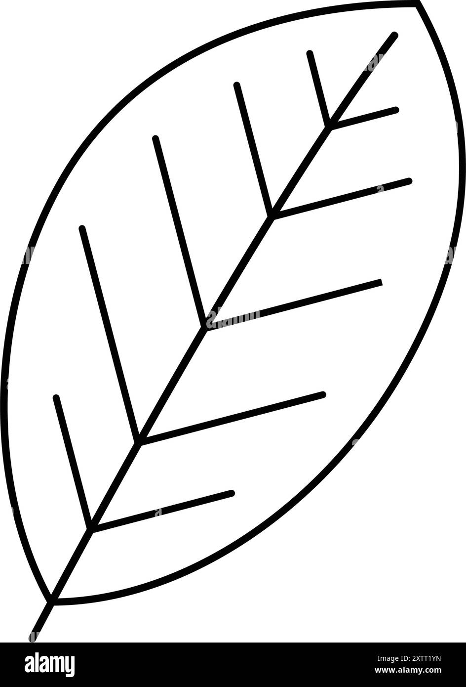 Simple leaf Black and White Stock Photos & Images - Alamy