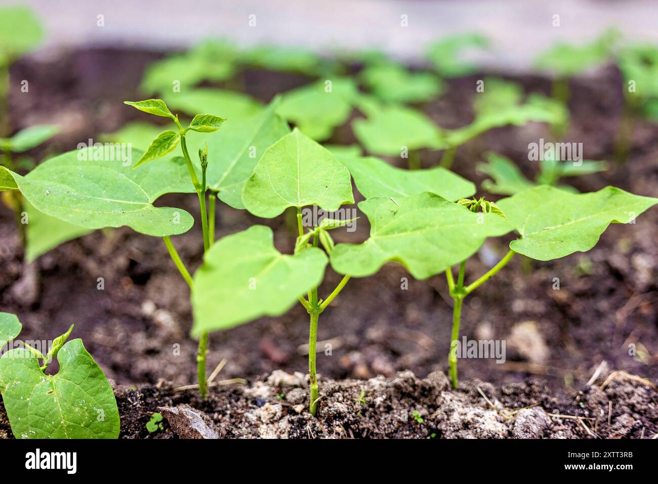 Enviromenmental hi-res stock photography and images - Alamy