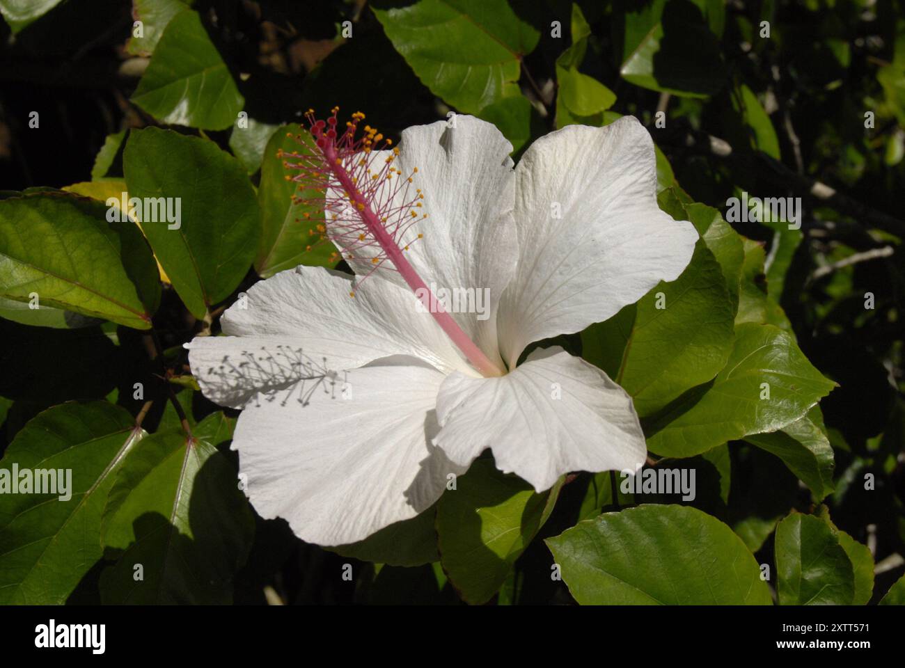 KAUAI ISLAND / HAWAII /USA Native hawaiian Hibicus flowers 15 Jan 2013 ...