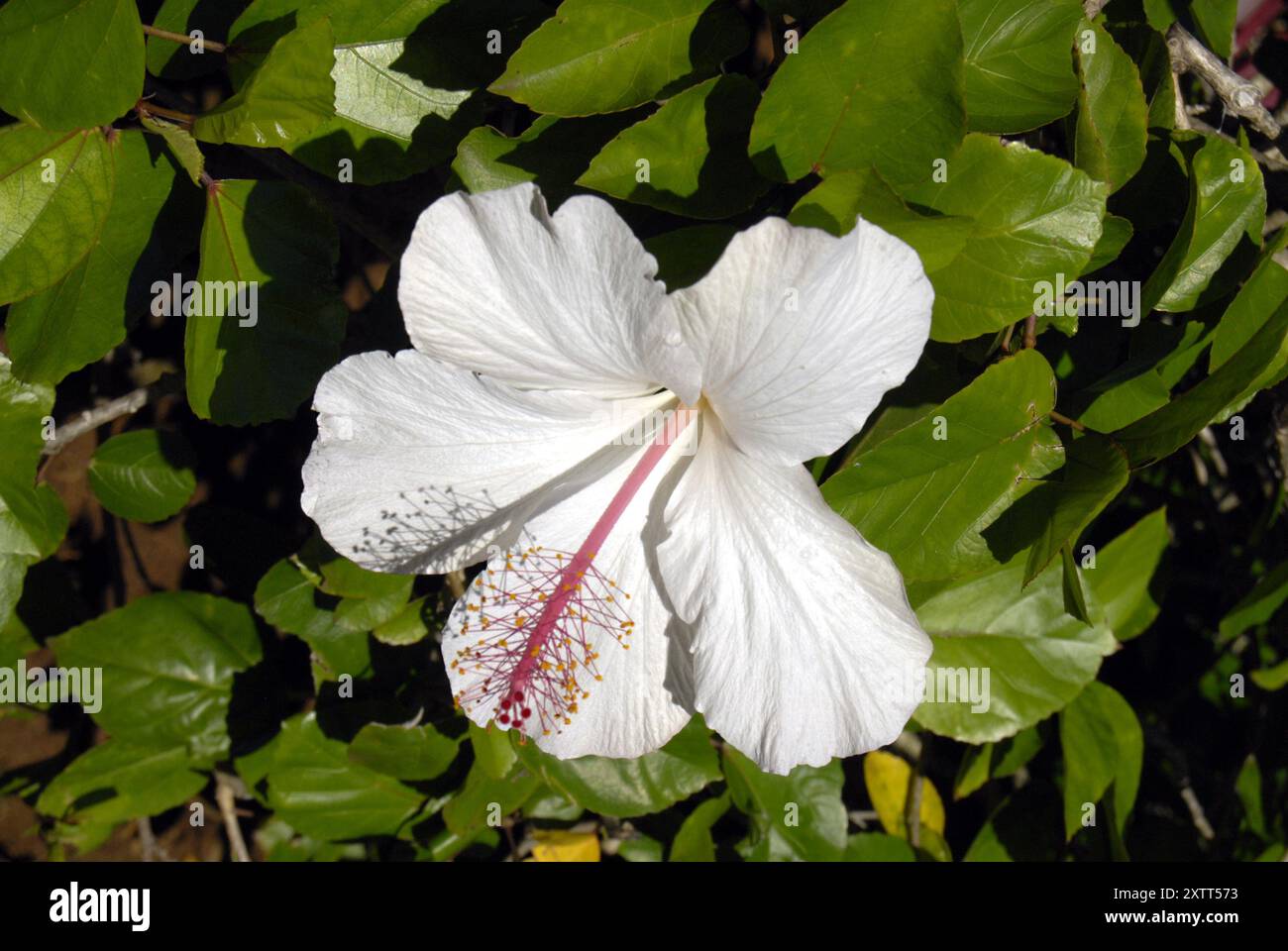 KAUAI ISLAND / HAWAII /USA Native hawaiian Hibicus flowers 15 Jan 2013 ...