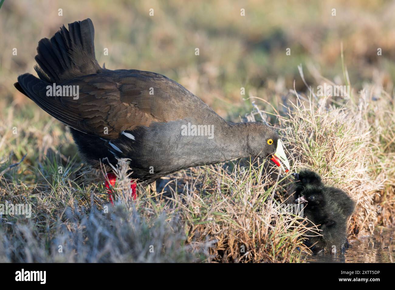 A Black-tailed nativehen parent feeding a pair hatchlings in the light ...