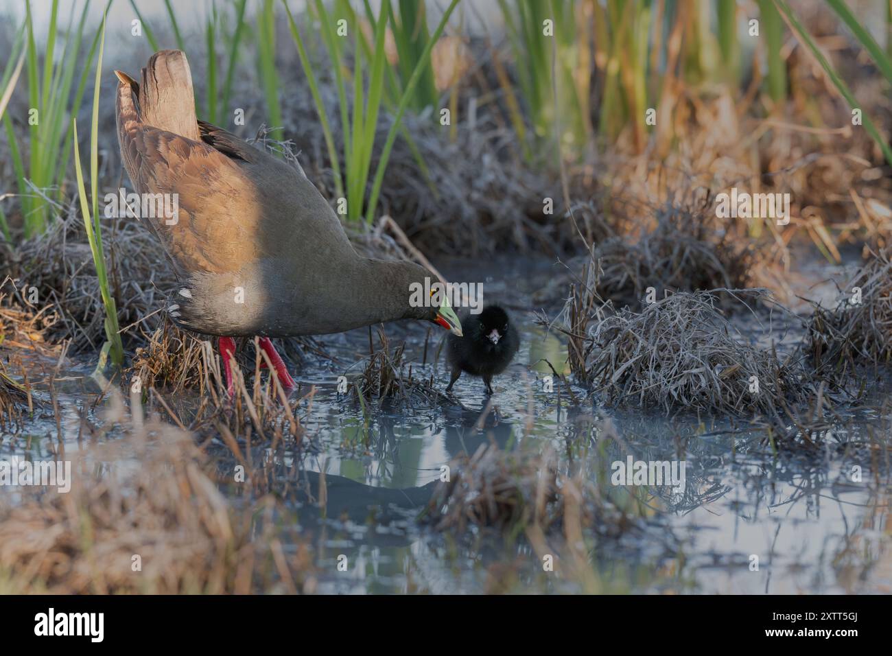A Black-tailed native-hen parent conscientiously attending a single ...