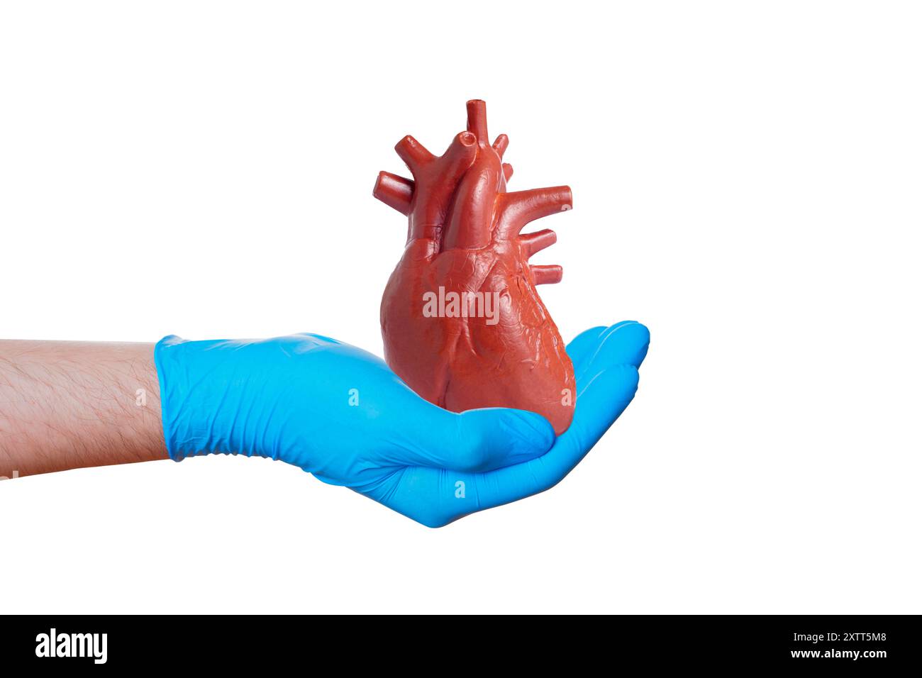Understanding human heart anatomy hi-res stock photography and images ...