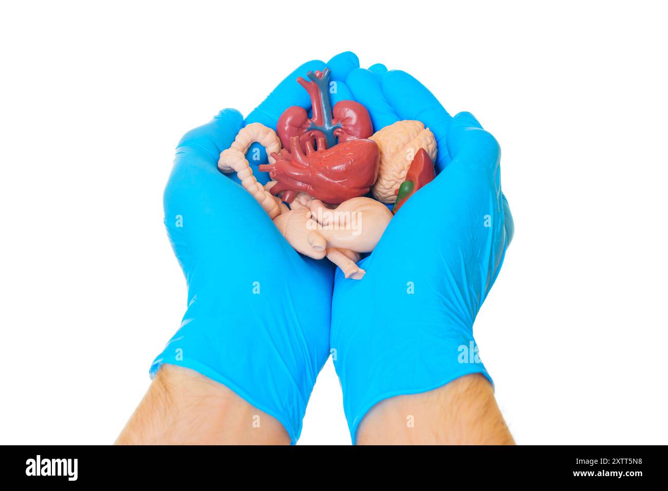 Doctor holding human heart transplant Cut Out Stock Images & Pictures ...
