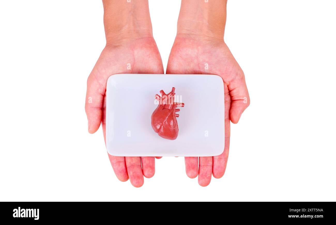 Detailed model of a human heart displayed on a small white plate, held ...