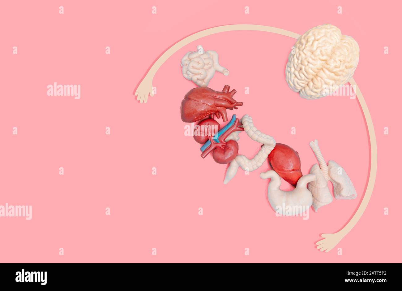Arrangement of brain and various organ models on a pink background ...
