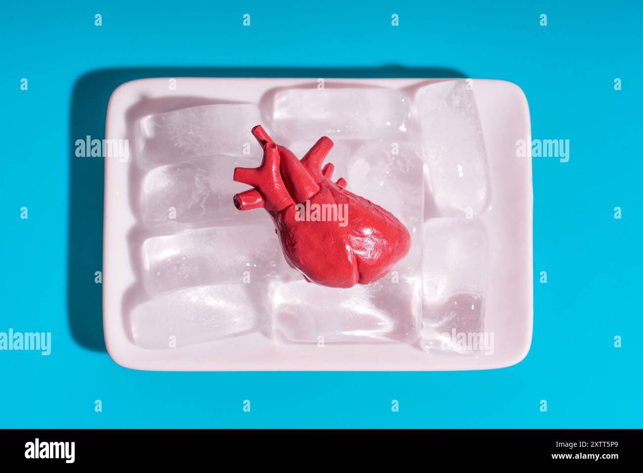 Anatomical heart model displayed on ice cubes atop a white plate ...
