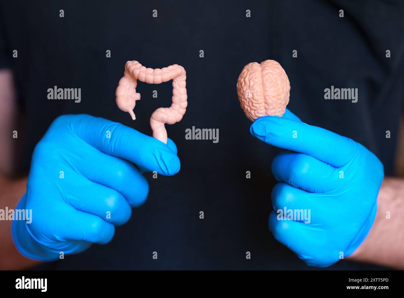 Anatomical models of a brain and intestines held by a person in blue ...